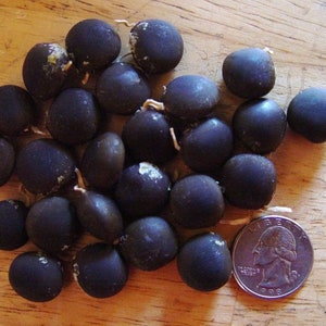 Kentucky Coffee Tree Seeds (gymnocladus Dioicus) - Etsy