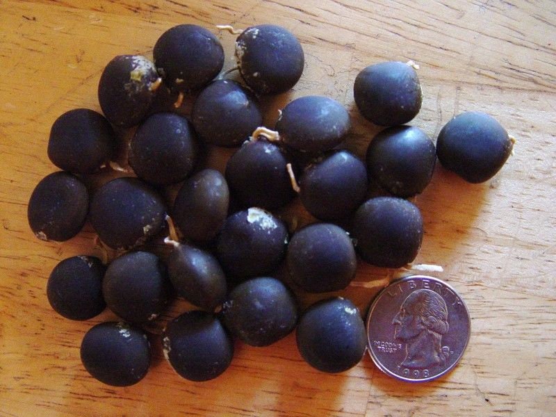 Kentucky Coffee Tree Seeds (gymnocladus Dioicus) - Etsy