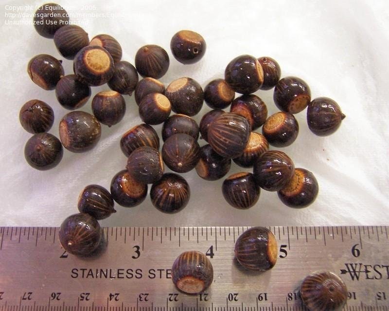 Pin Oak Acorns Seeds for Planting Tested Quercus Palustris Easy Tree ...