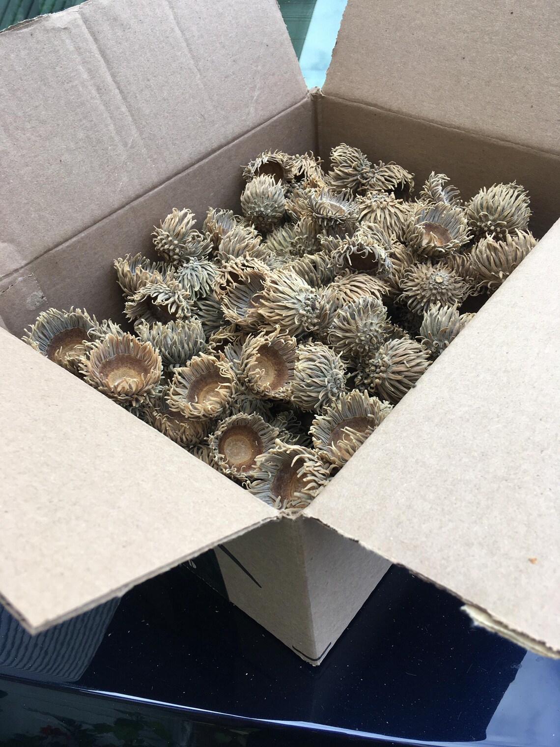 Sawtooth Oak Acorn Caps: Bulk for DIY Crafts - Etsy