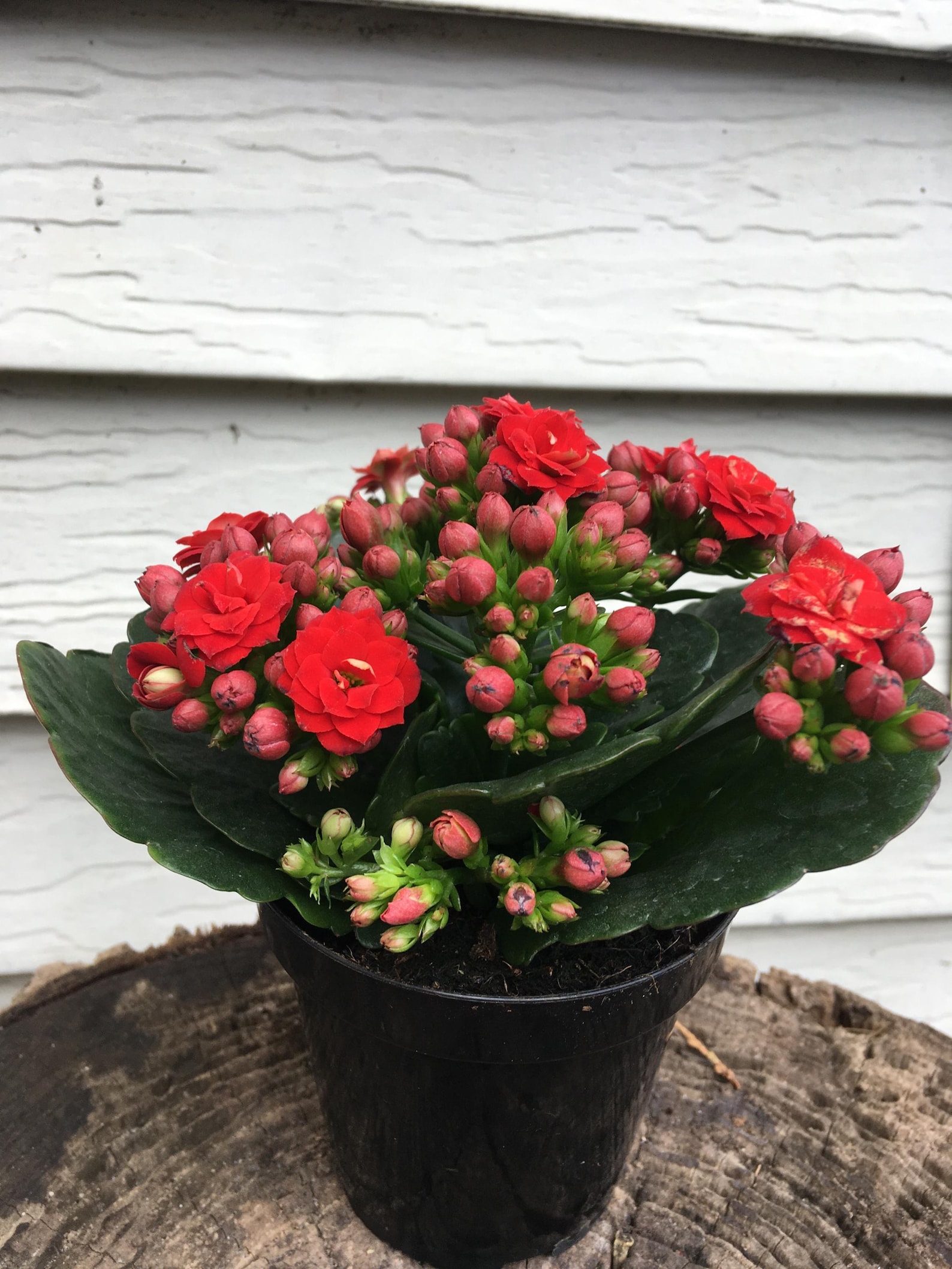 Pink Kalanchoe Live Plant: Assorted Colors Calandiva Mini Plant - Etsy