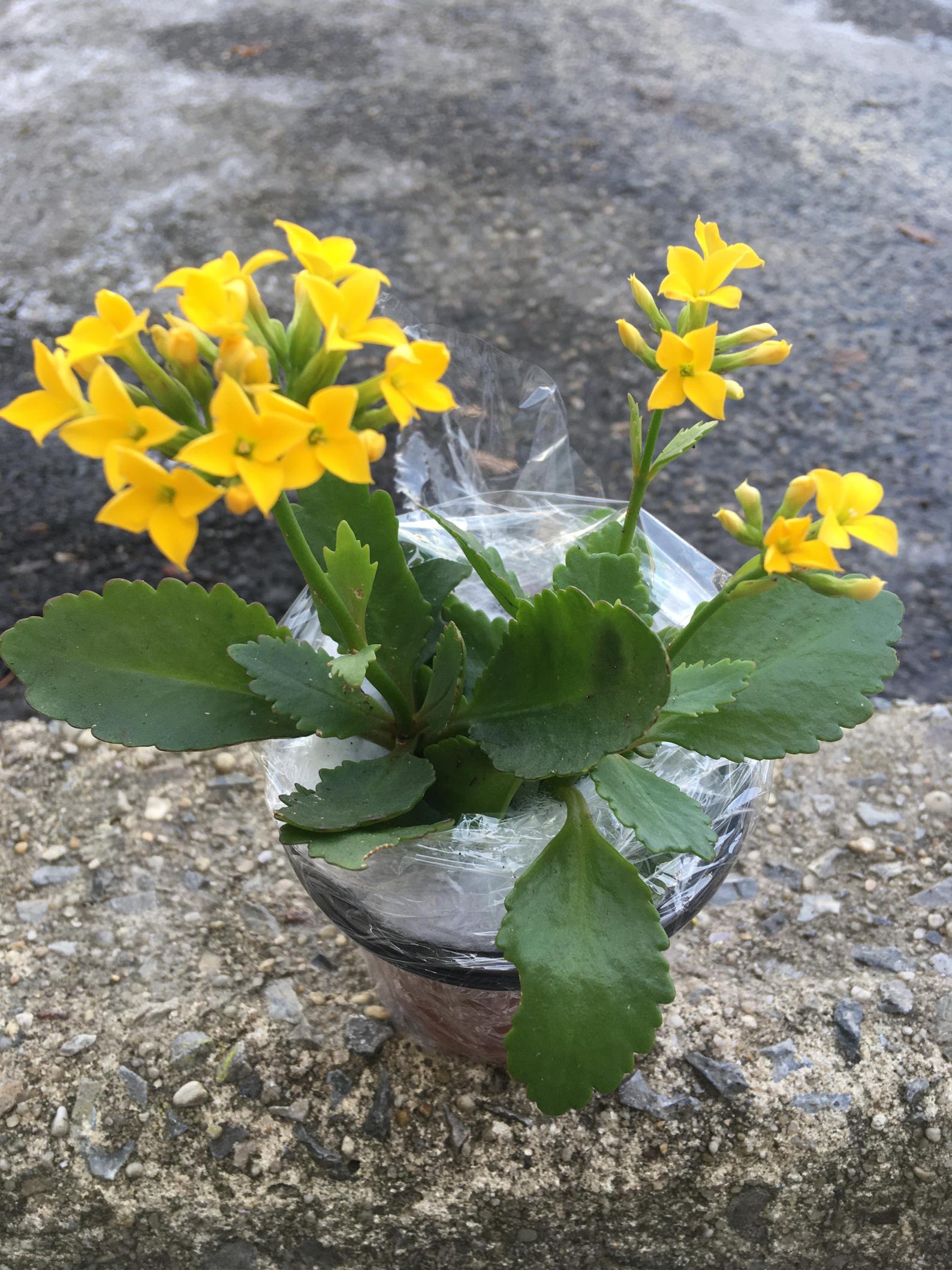 Pink Kalanchoe Live Plant: Assorted Colors Calandiva Mini Plant - Etsy
