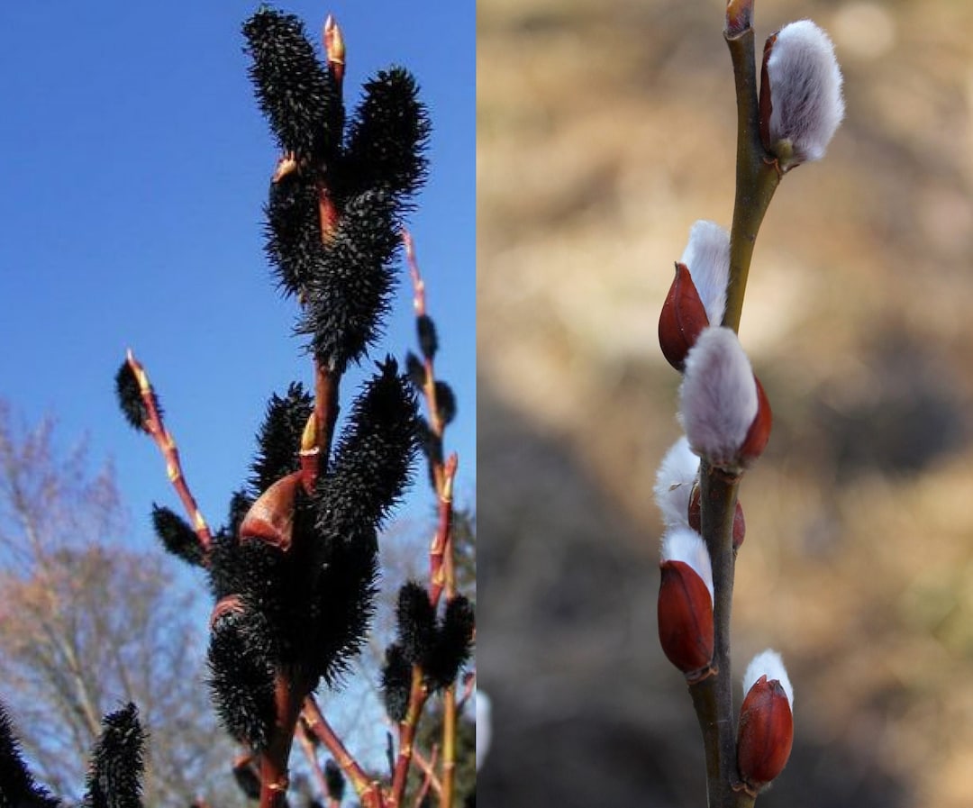 Black Pussy Willow French Pink Pussy Willow Combo, 2 Starter Live Trees ...