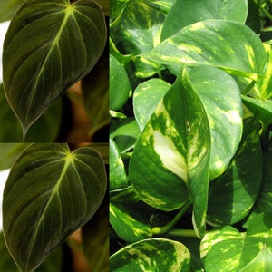 Philadendron Mican Golden Pothos Live Plants Combo, Hanging Baskets ...