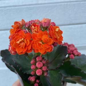 Pink Kalanchoe Live Plant: Assorted Colors Calandiva Mini Plant - Etsy
