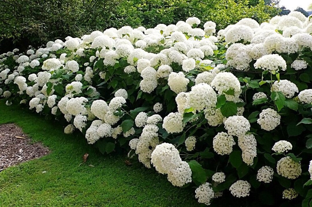 Smooth Hydrangea Spectacular White Blooms White Hydrangea Bush Live ...