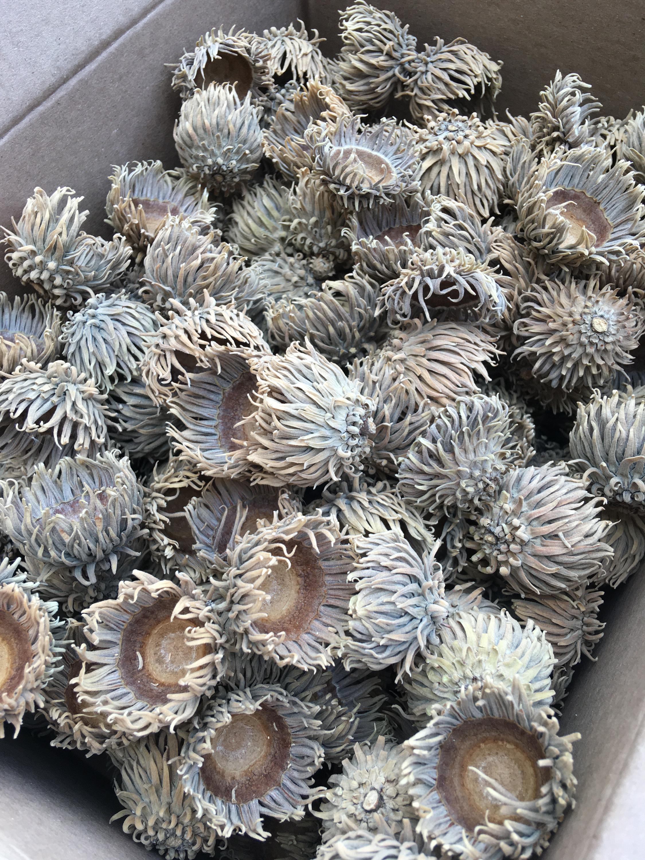 Sawtooth Oak Acorn Caps: Bulk for DIY Crafts - Etsy