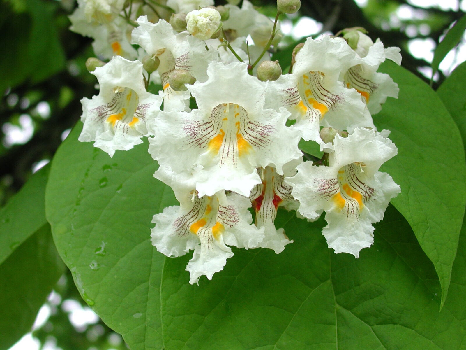 Northern Catalpa Tree Seeds (catalpa Speciosa) 50 + Seeds Stunning ...