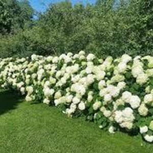 Smooth Hydrangea Spectacular White Blooms White Hydrangea Bush Live ...