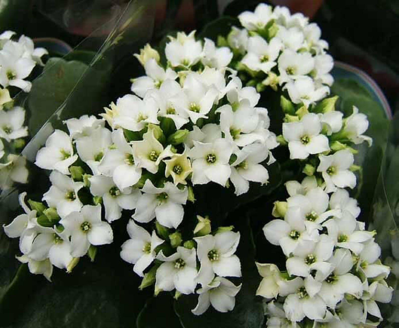 Pink Kalanchoe Live Plant: Assorted Colors Calandiva Mini Plant - Etsy