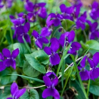 2" Mini African Violets Set (2 Assorted Plants) - Etsy