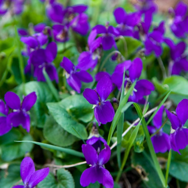 Ground Cover Plants - Etsy