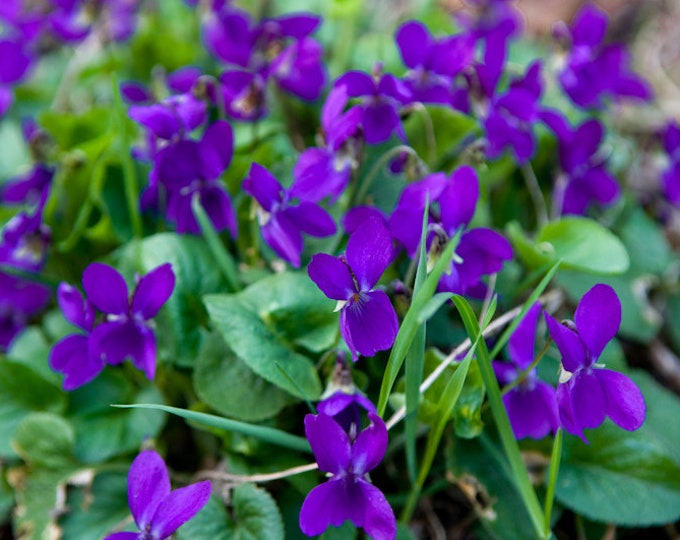 Kei Yoki African Violet Starter Plant ALL PLANTS Require You to ...