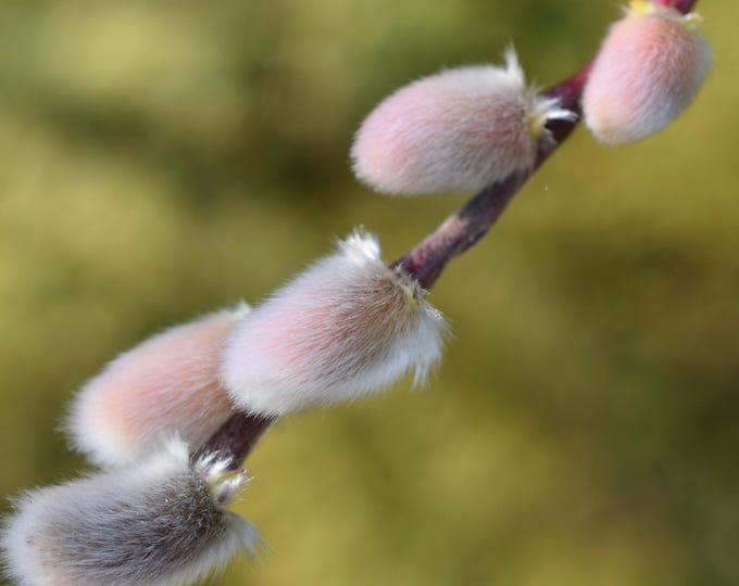 French Pink Pussy Willow Tree Well Rooted Starter Live Tree Blooming ...