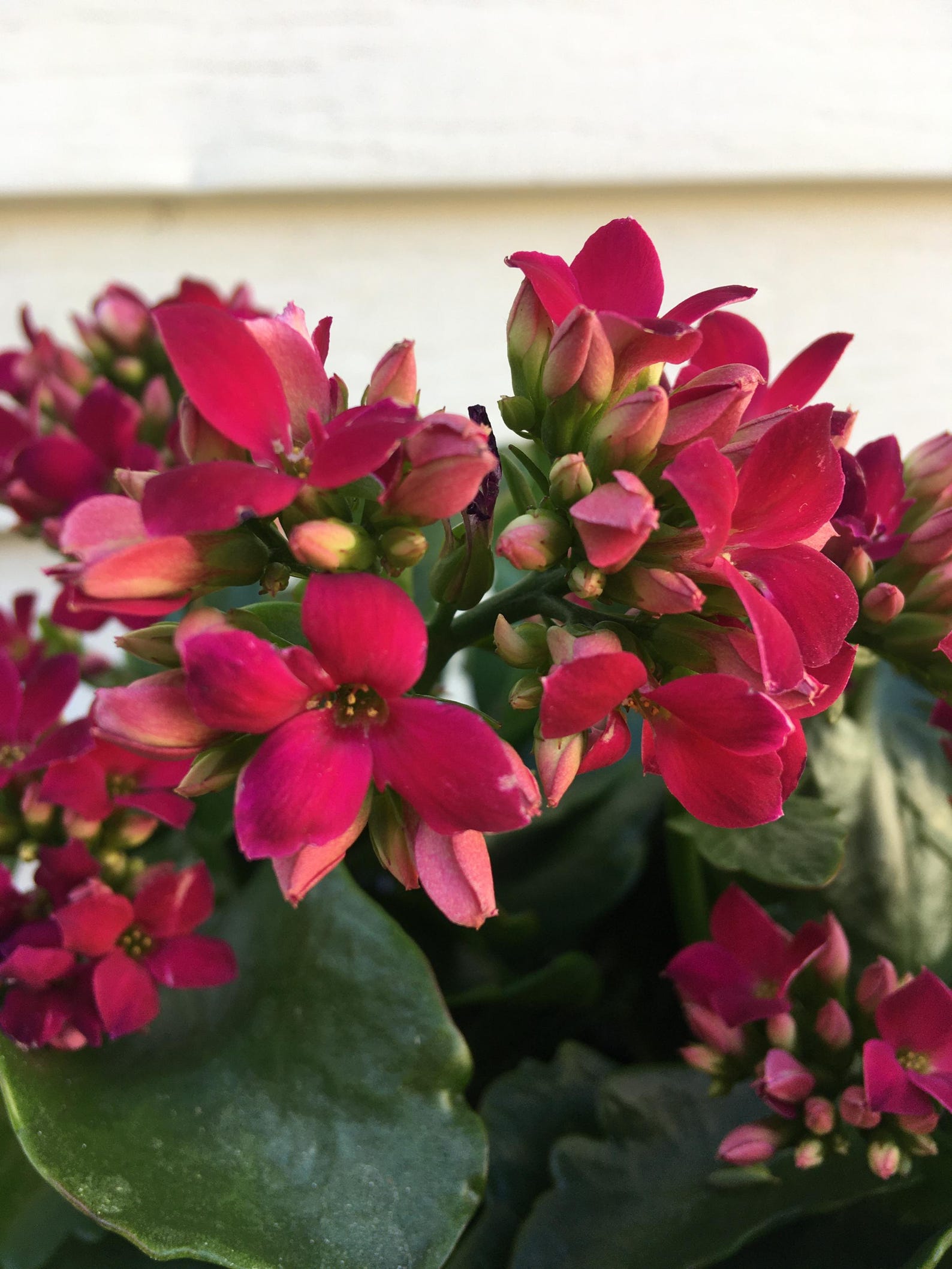 Pink Kalanchoe Live Plant: Assorted Colors Calandiva Mini Plant - Etsy