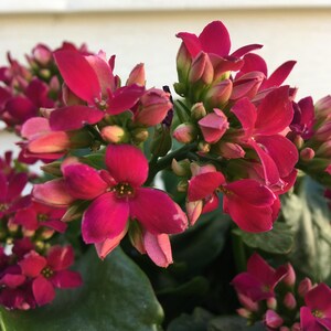 Pink Kalanchoe Live Plant: Assorted Colors Calandiva Mini Plant - Etsy