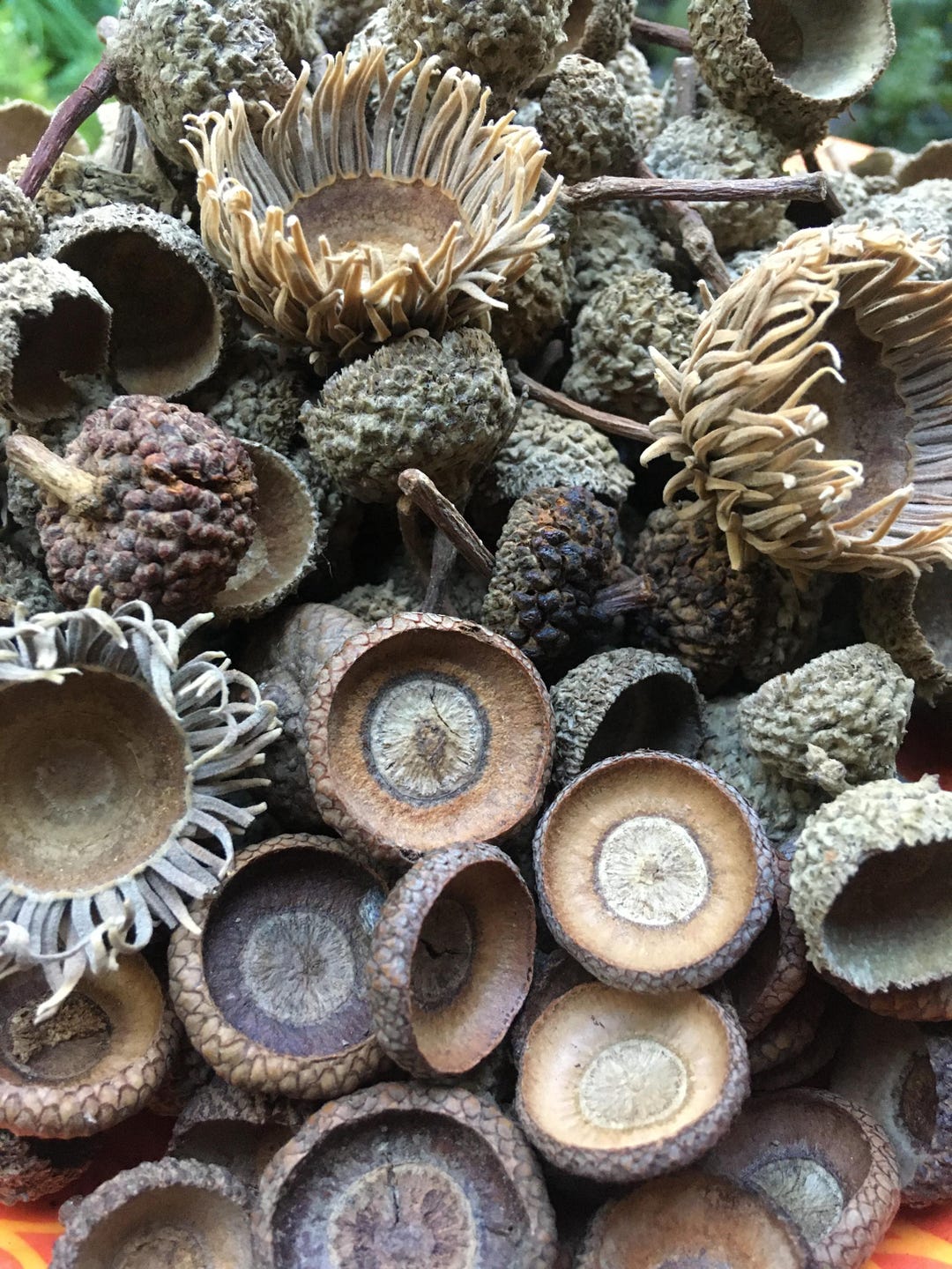 Assorted Acorn Caps: Natural Fall Decor, Arts & Crafts (50 Pieces) - Etsy