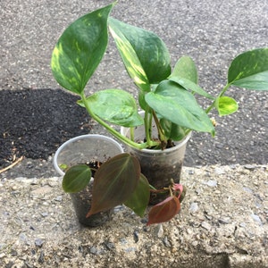 Philadendron Mican Golden Pothos Live Plants Combo, Hanging Baskets ...