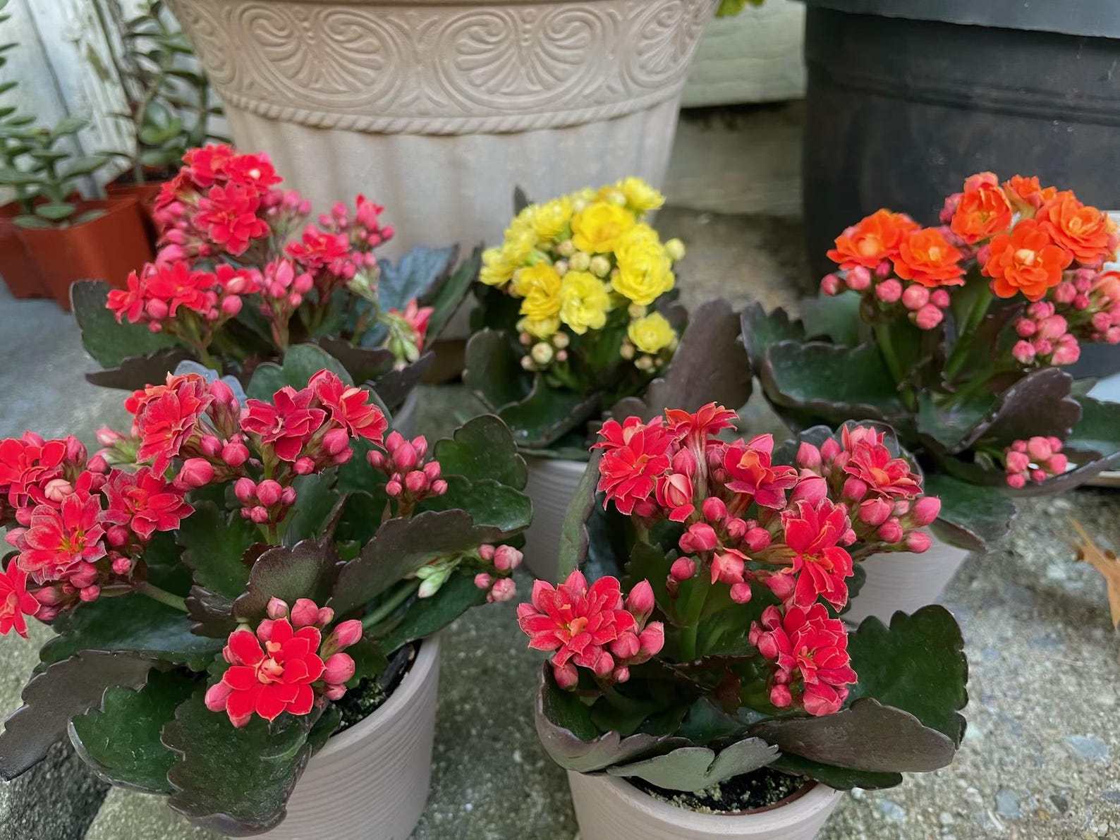Pink Kalanchoe Live Plant: Assorted Colors Calandiva Mini Plant - Etsy