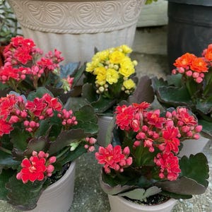 Pink Kalanchoe Live Plant: Assorted Colors Calandiva Mini Plant - Etsy