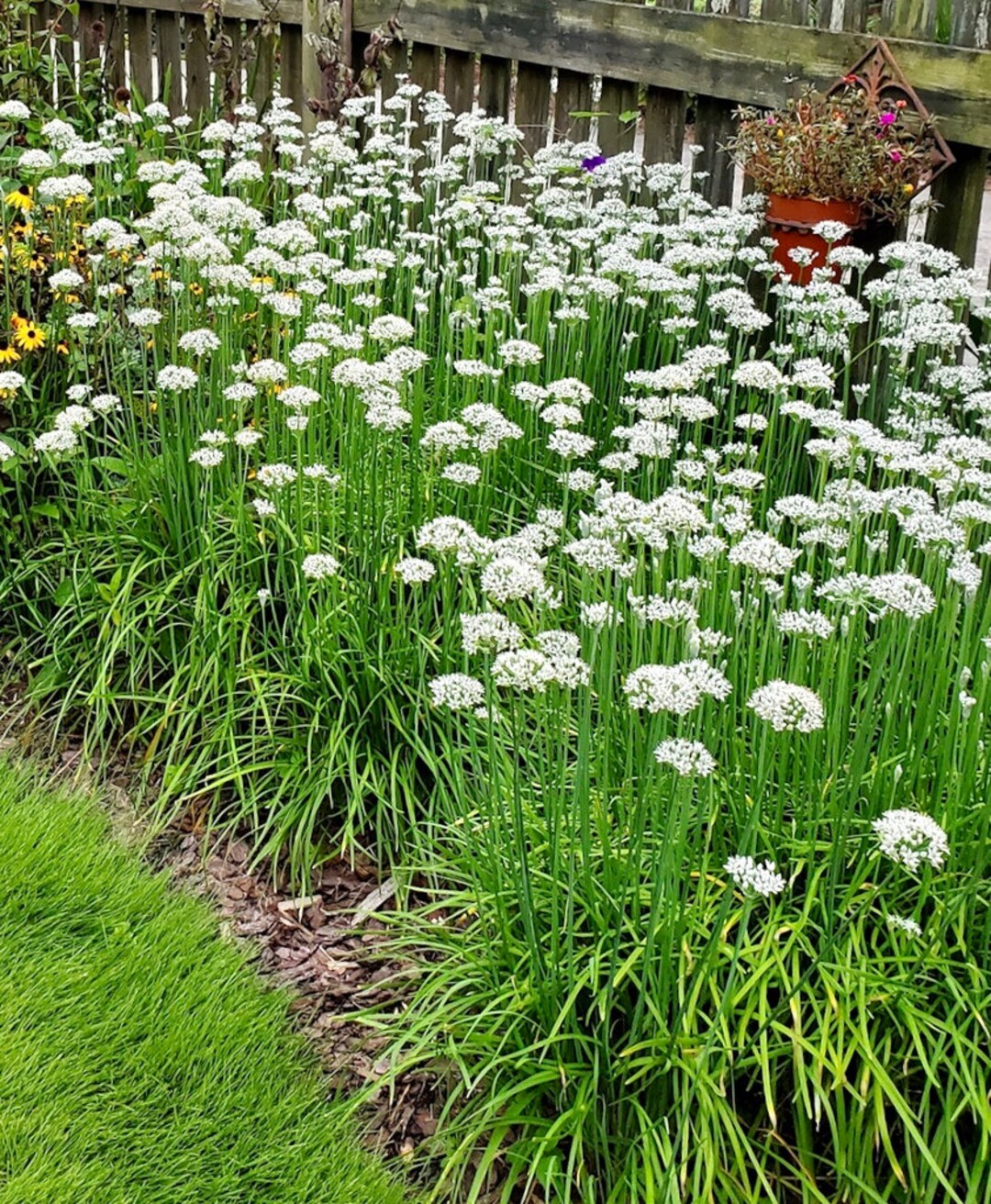 White Chives Live Plant Edible Garlic Herb Allium Schoenoprasum Ready ...