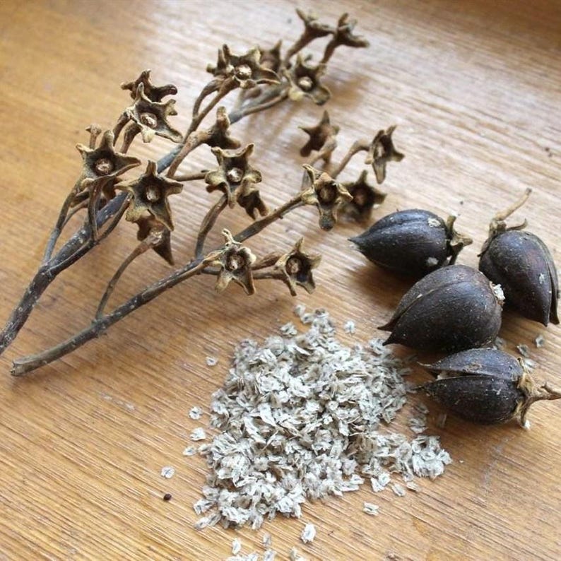 Empress Tree Seeds: Paulownia Tomentosa, Vanilla Scented Blooms (100 ...
