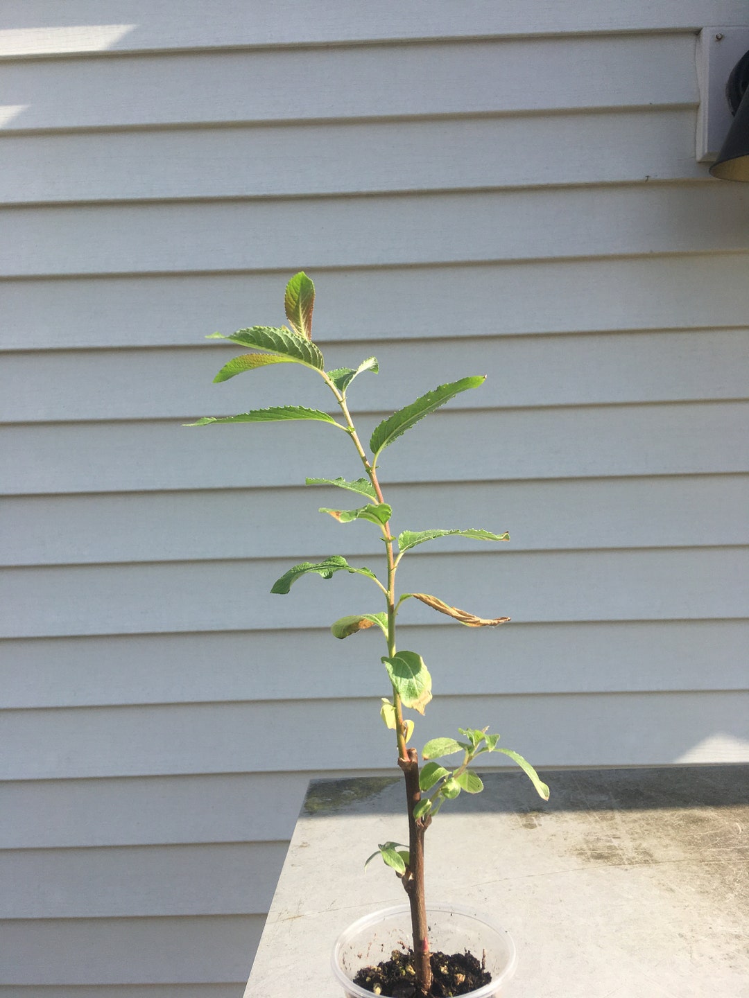French Pink Pussy Willow Starter Live Tree - Etsy
