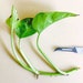 10 Golden Pothos Fresh Cuttings Unrooted for Rooting Easy Plant ...