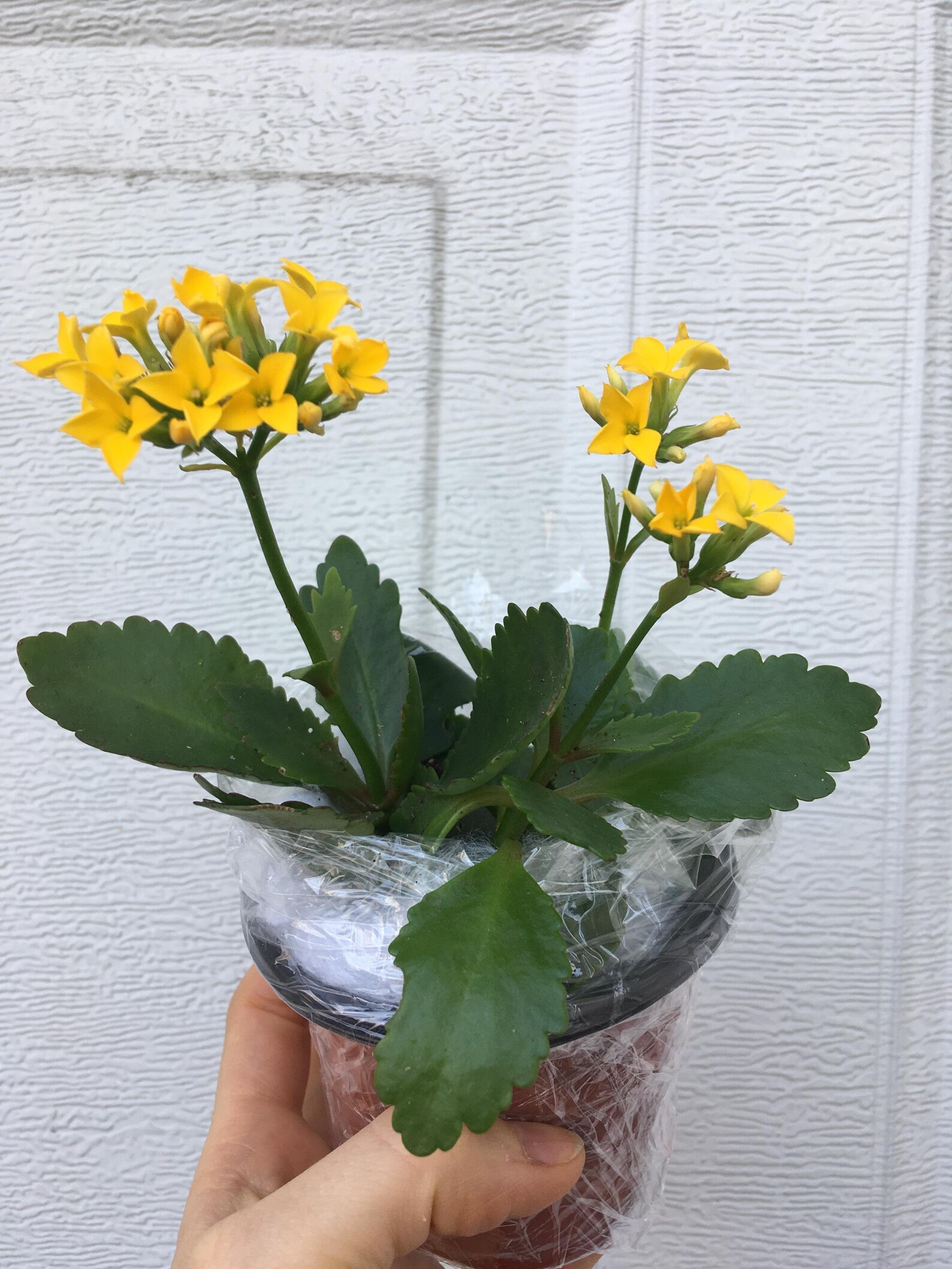 Pink Kalanchoe Live Plant: Assorted Colors Calandiva Mini Plant - Etsy