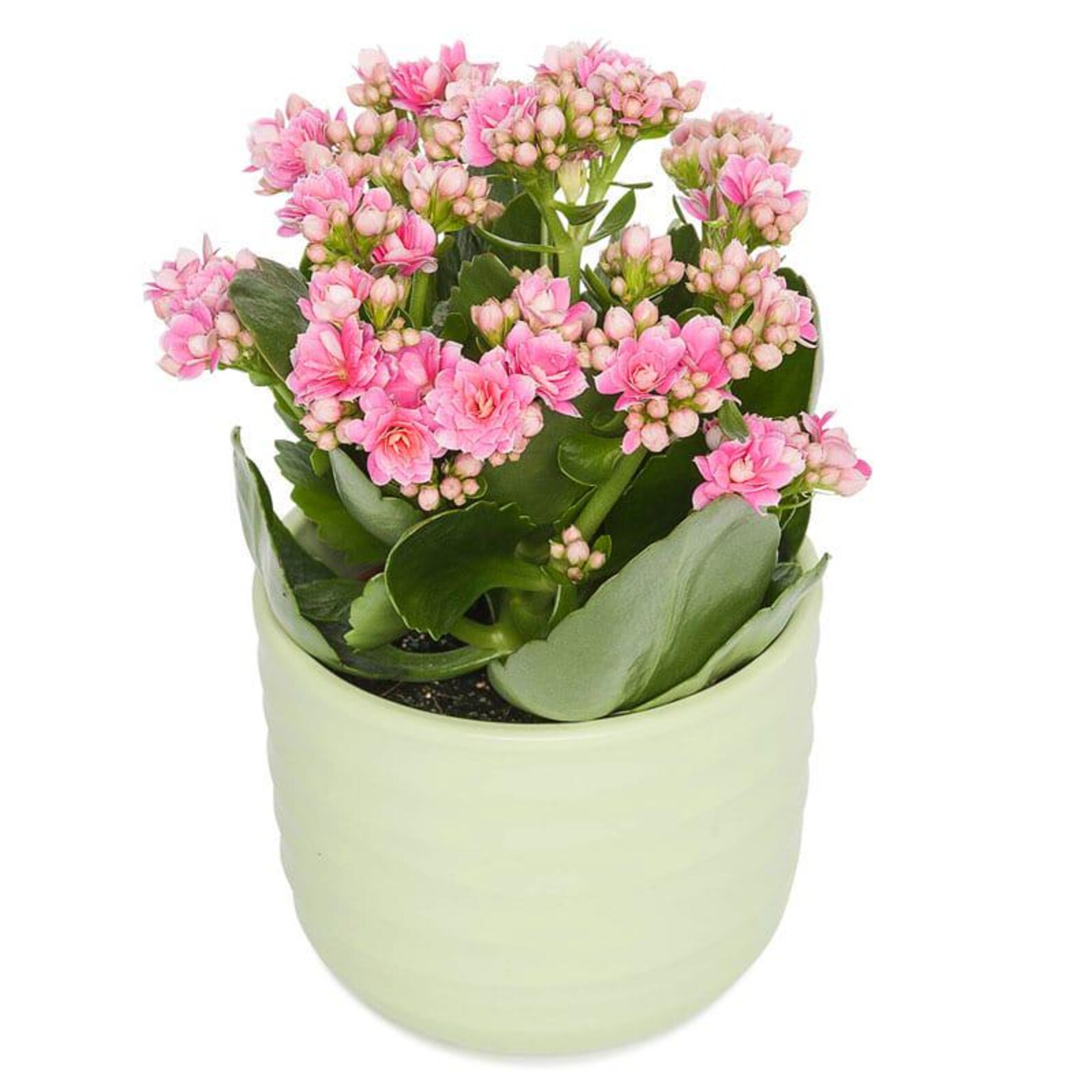 Pink Kalanchoe Live Plant: Assorted Colors Calandiva Mini Plant - Etsy