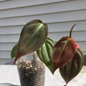 Philadendron Mican Golden Pothos Live Plants Combo, Hanging Baskets ...