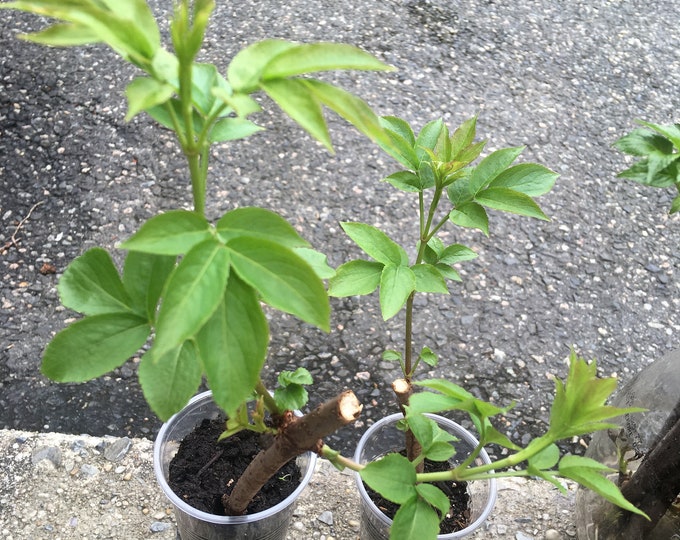 American Elderberry Live Plant Sambucus Canadensis Bush Shrub Well ...