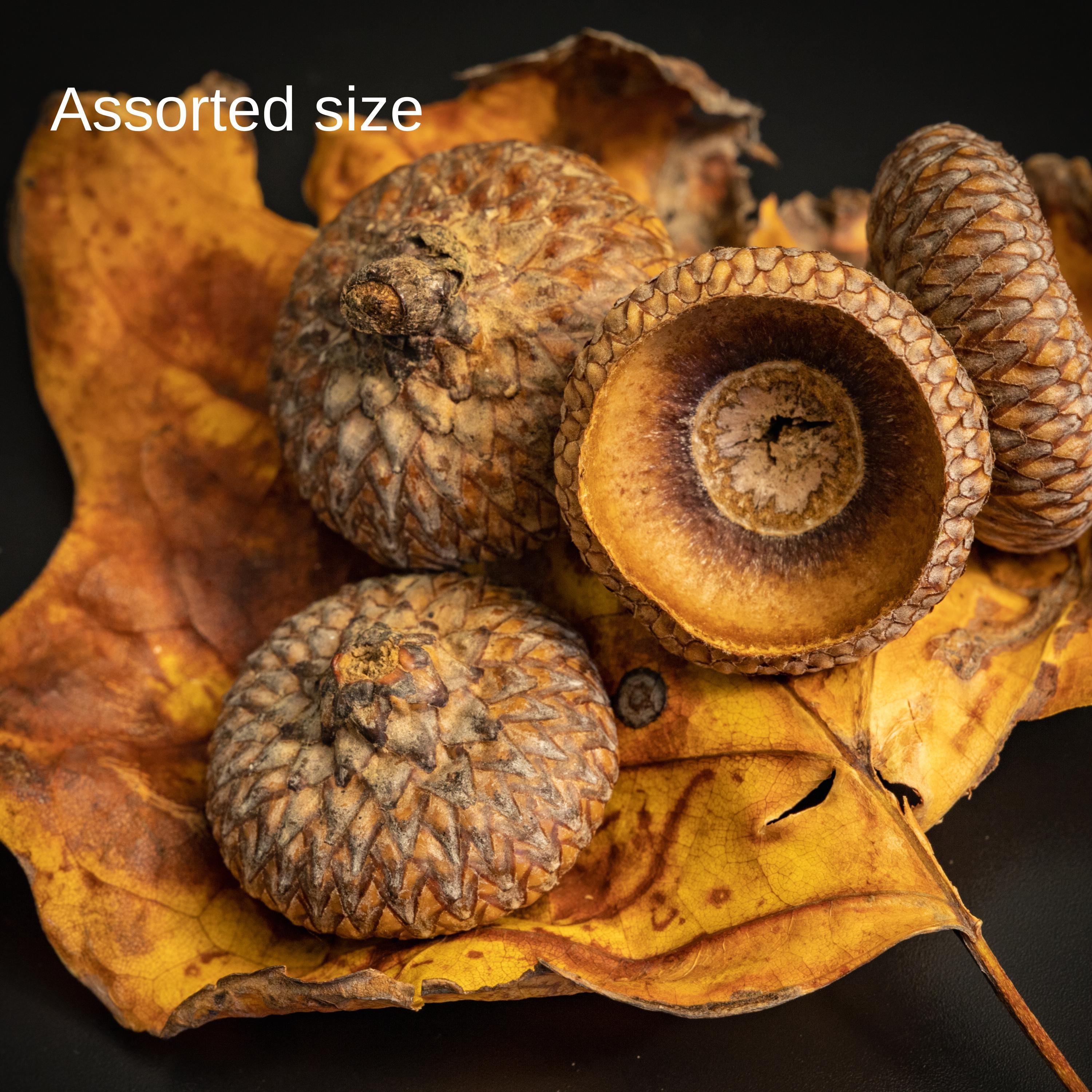 Assorted Acorn Caps: Natural Fall Decor, Arts & Crafts (50 Pieces) - Etsy