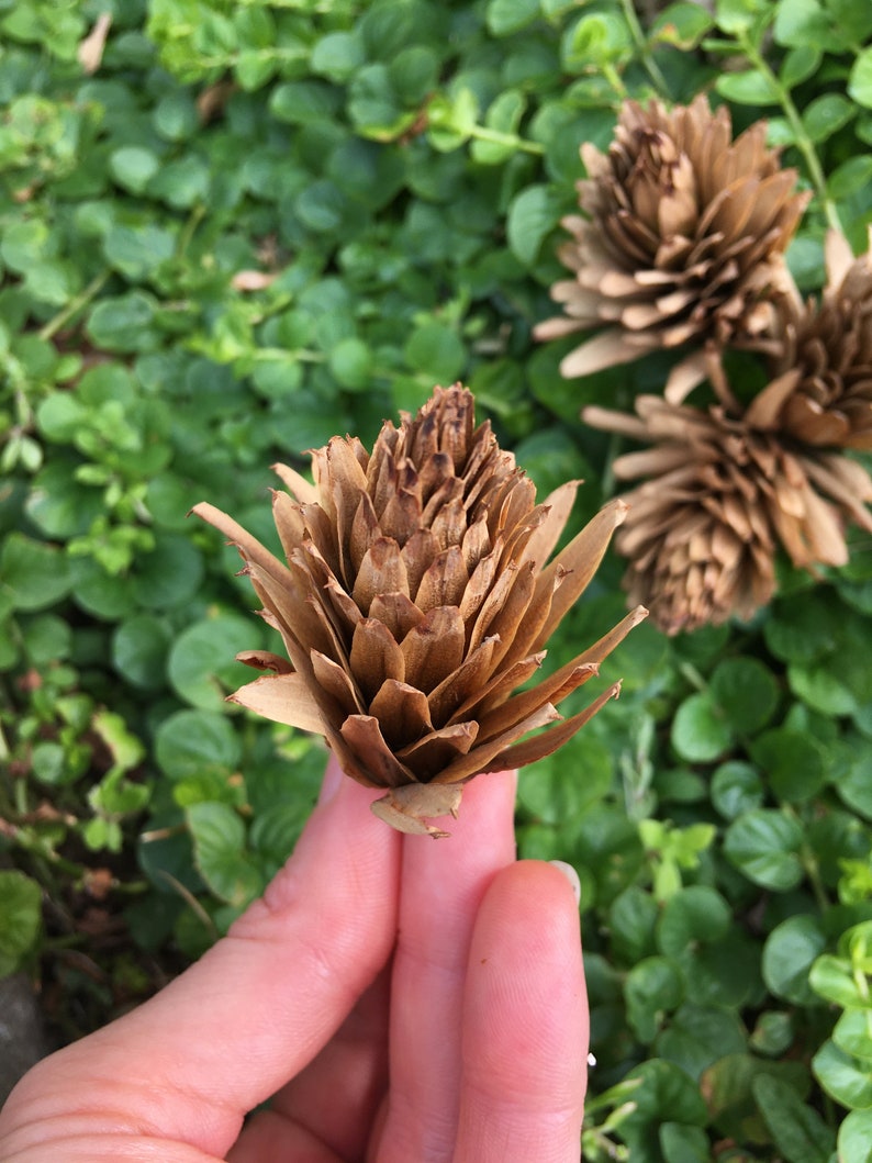 20 Tulip Tree Seed Pods: Rustic Floral Craft Supply - Etsy