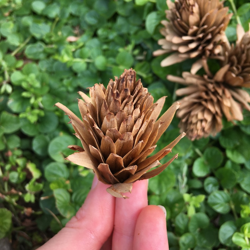 Tree Seed Pods - Etsy