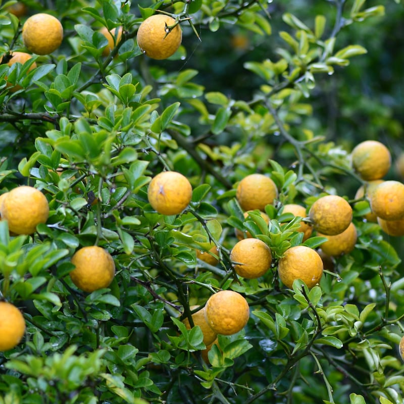 Hardy Orange Trees Seeds - Etsy