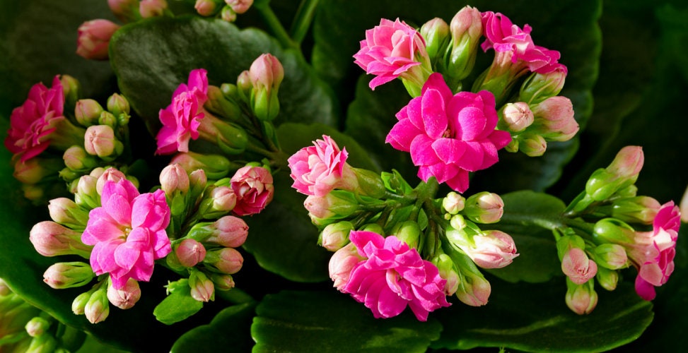 Pink Kalanchoe Live Plant: Assorted Colors Calandiva Mini Plant - Etsy