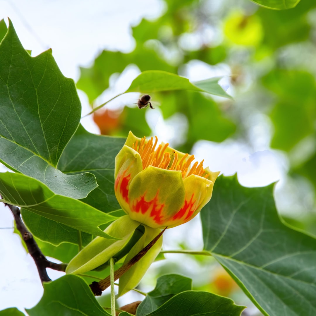 Tulip Poplar Tree Seeds for Planting Liriodendron Tulipifera American ...