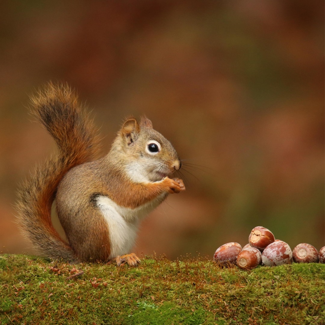 5 Lb Acorns for Squirrels Fresh Raw Clean Capless Mix Red Oak, Sawtooth ...