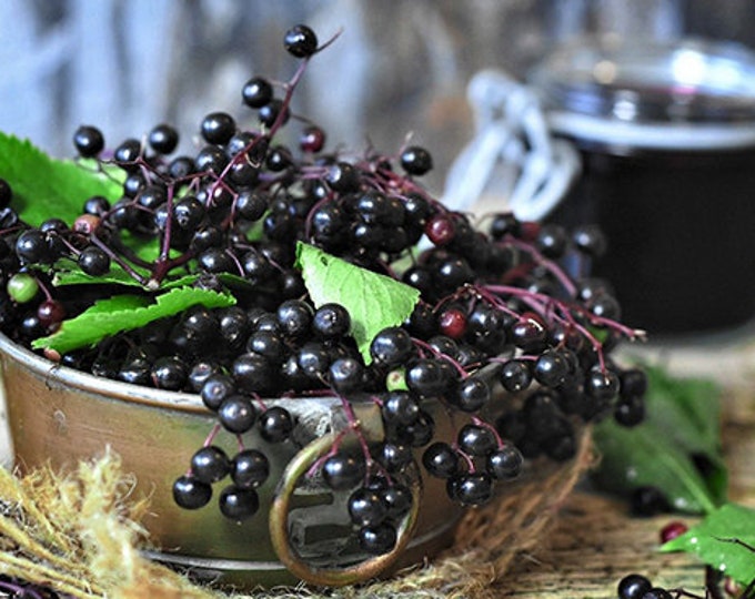 American Elderberry Live Plant Sambucus Canadensis Bush Shrub Well ...