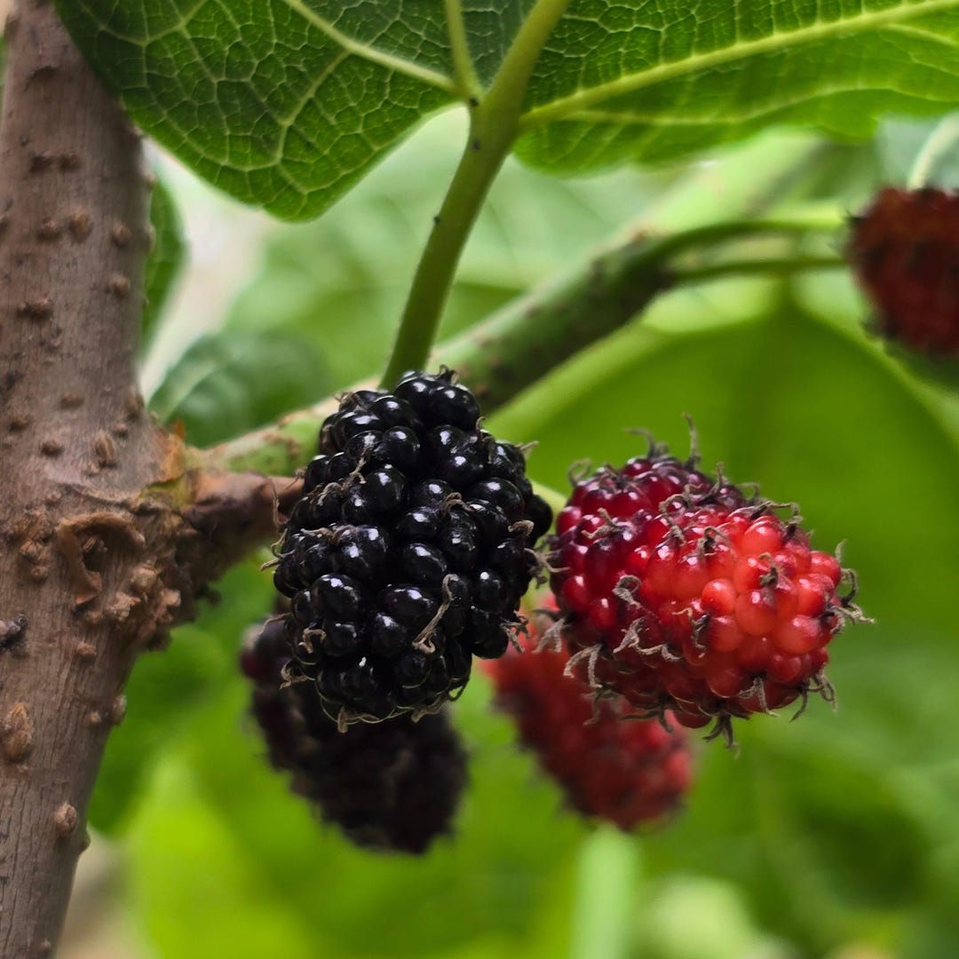 Black Mulberry Fruit Bearing Starter Tree - Etsy