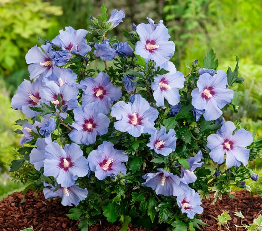 Hibiscus Blue Bird Rose of Sharon Hardy Hibiscus Hibiscus Syriacus Live ...