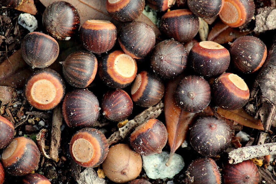 Pin Oak Acorns Seeds for Planting Tested Quercus Palustris Easy Tree ...