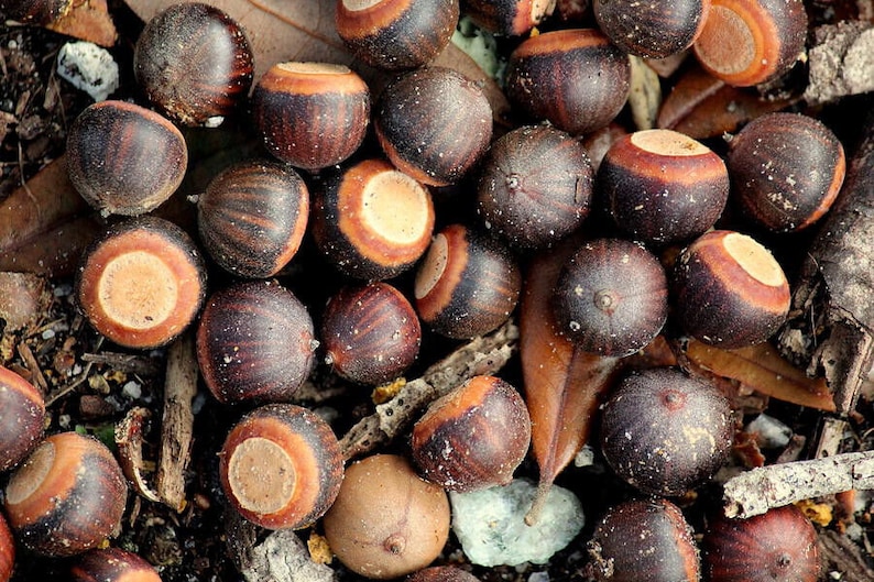 Pin Oak Acorns Seeds for Planting Tested Quercus Palustris Easy Tree ...