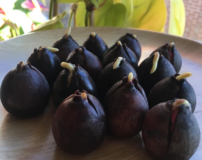 Northern Red Oak Acorns Seeds for Planting| Tested| No Caps| Clean ...