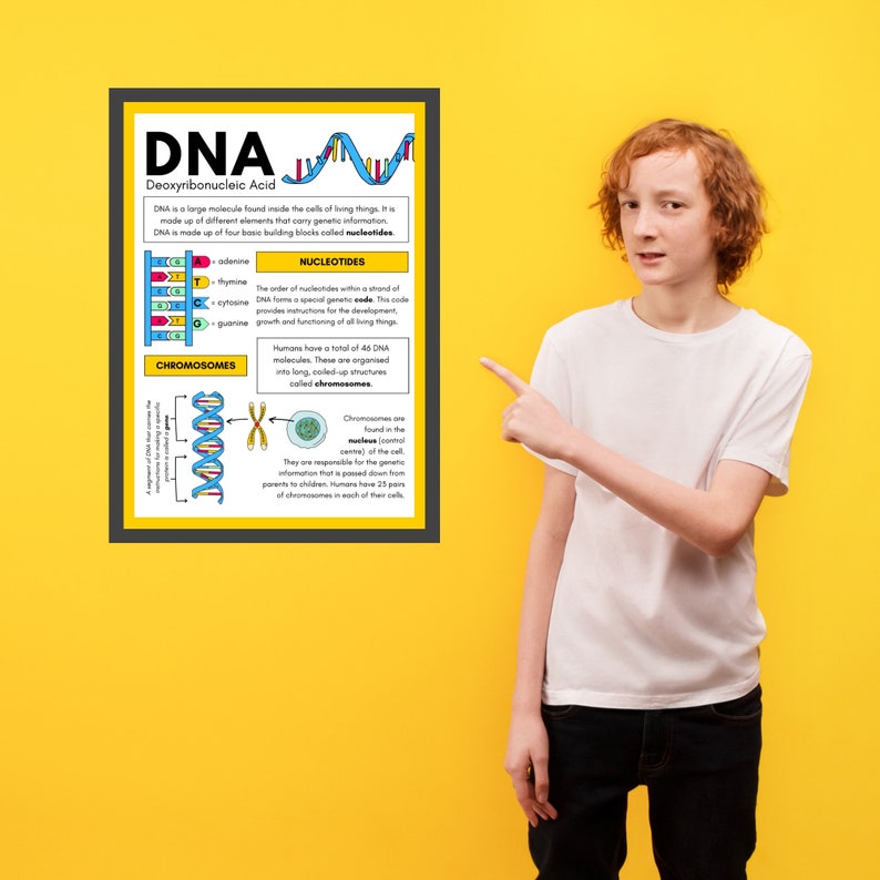 DNA Poster Educational Digital Download Printable Science - Etsy