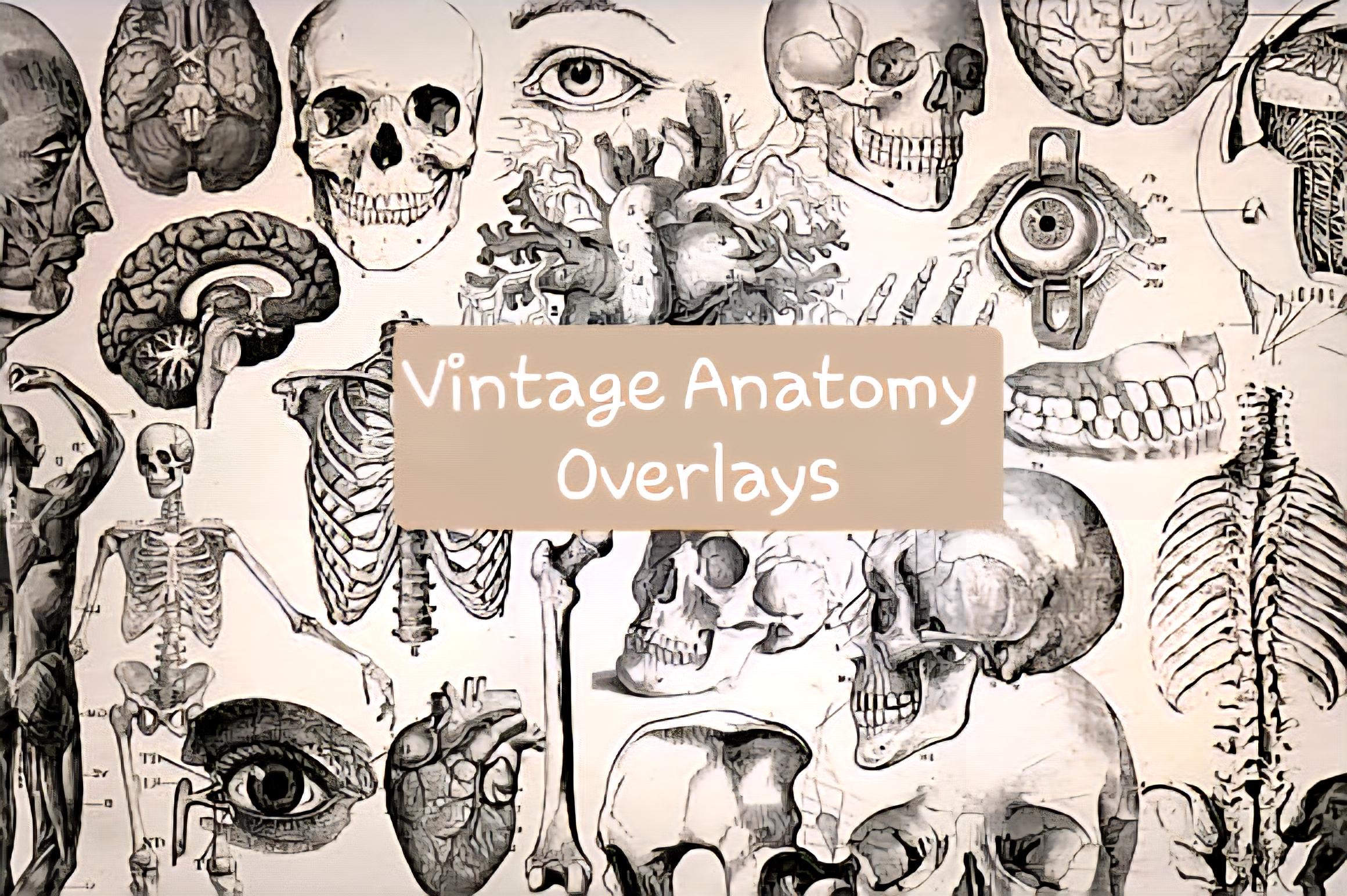 Antique Anatomy Overlays Graphic 28 PNG - Etsy