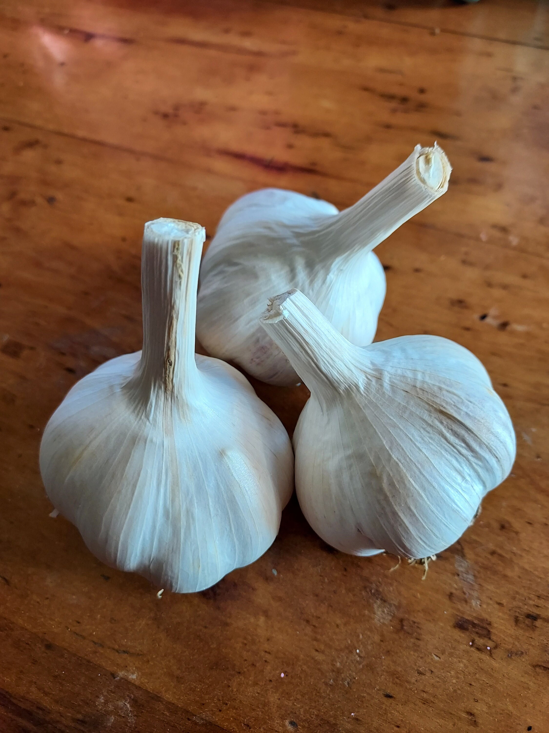 Large, Beautiful Pennsylvania Grown Garlic - Etsy