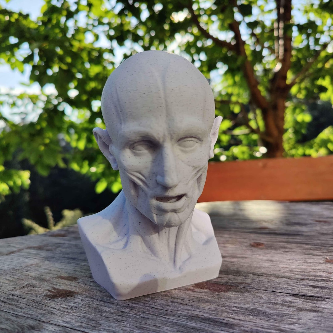 Bust of Ecorché, Human Face Anatomy, Head Sculpture, Ecorché Statue, 3D ...