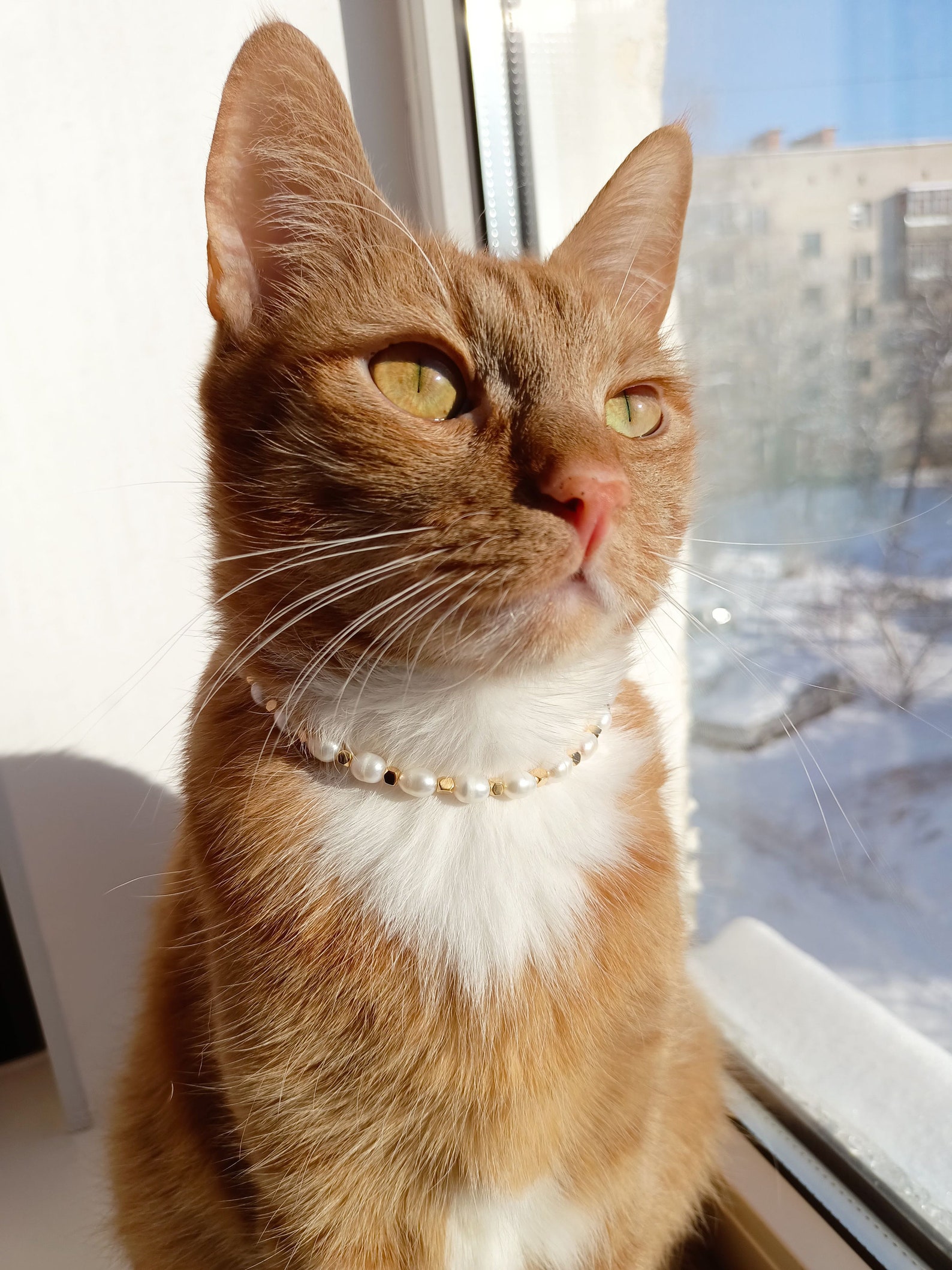 Gold Cat Collar,real Pearl Cat Necklace,beaded Small Dog Collar,luxury ...